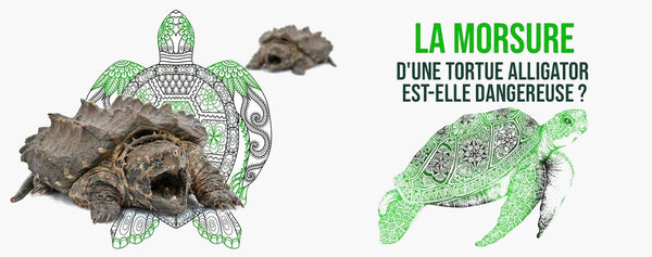 Tout savoir sur la Tortue Alligator ️ Le Royaume des Tortues Tout savoir sur la Tortue Alligator ️ Le Royaume des Tortues