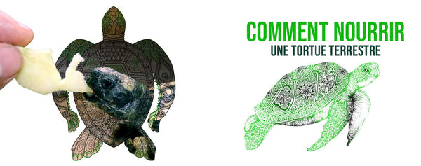 Comment nourrir une tortue terrestre ? ️ Le Royaume des Tortues